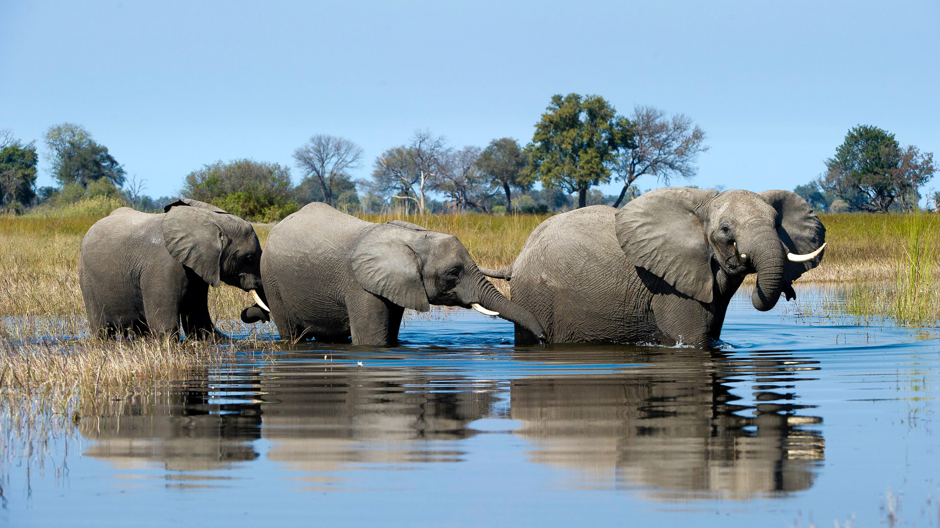 Okavango – ATR
