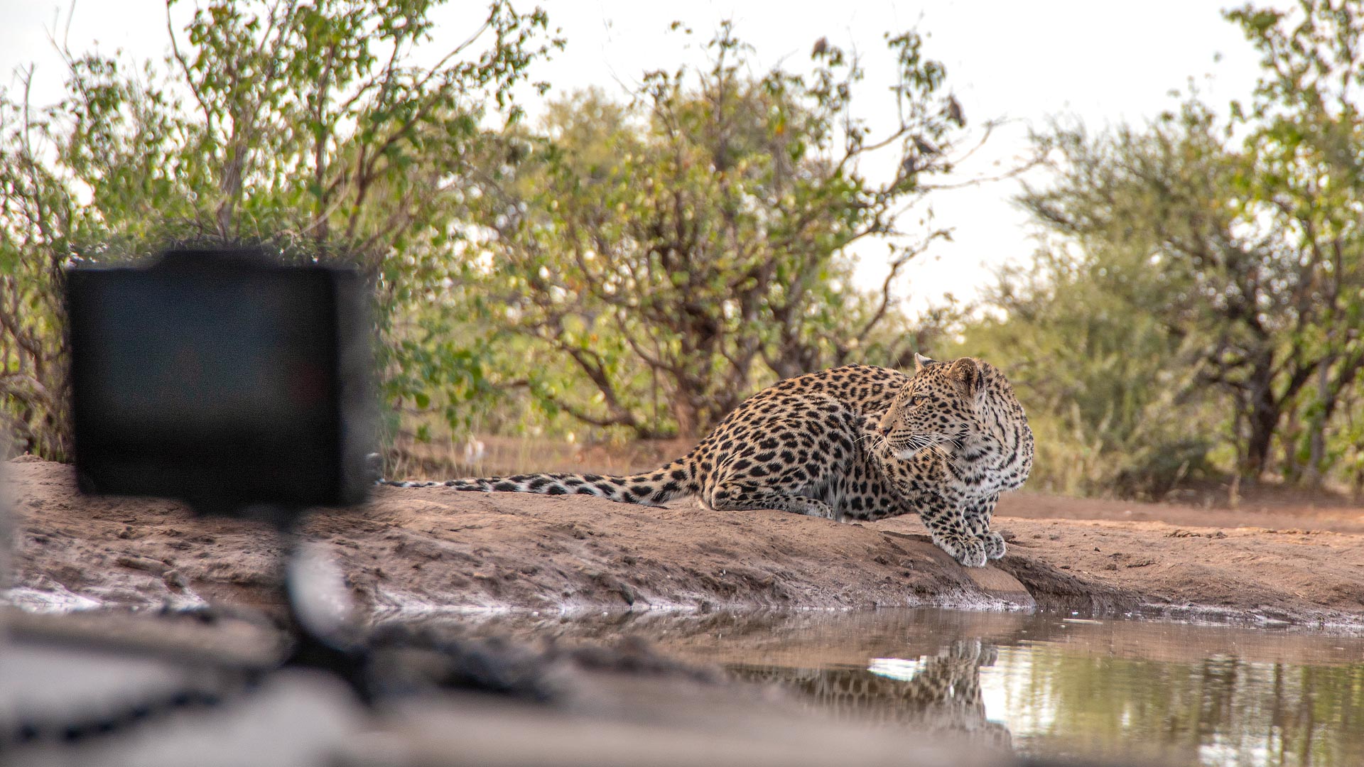 Mashatu Tented Camp - ATR