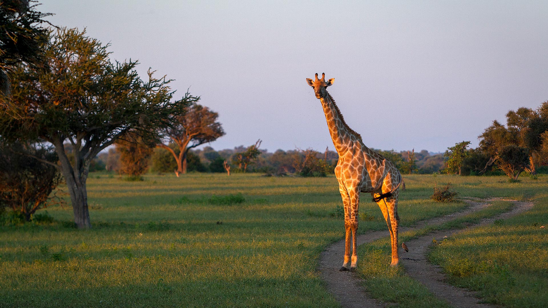 Tuli Safari Lodge - ATR