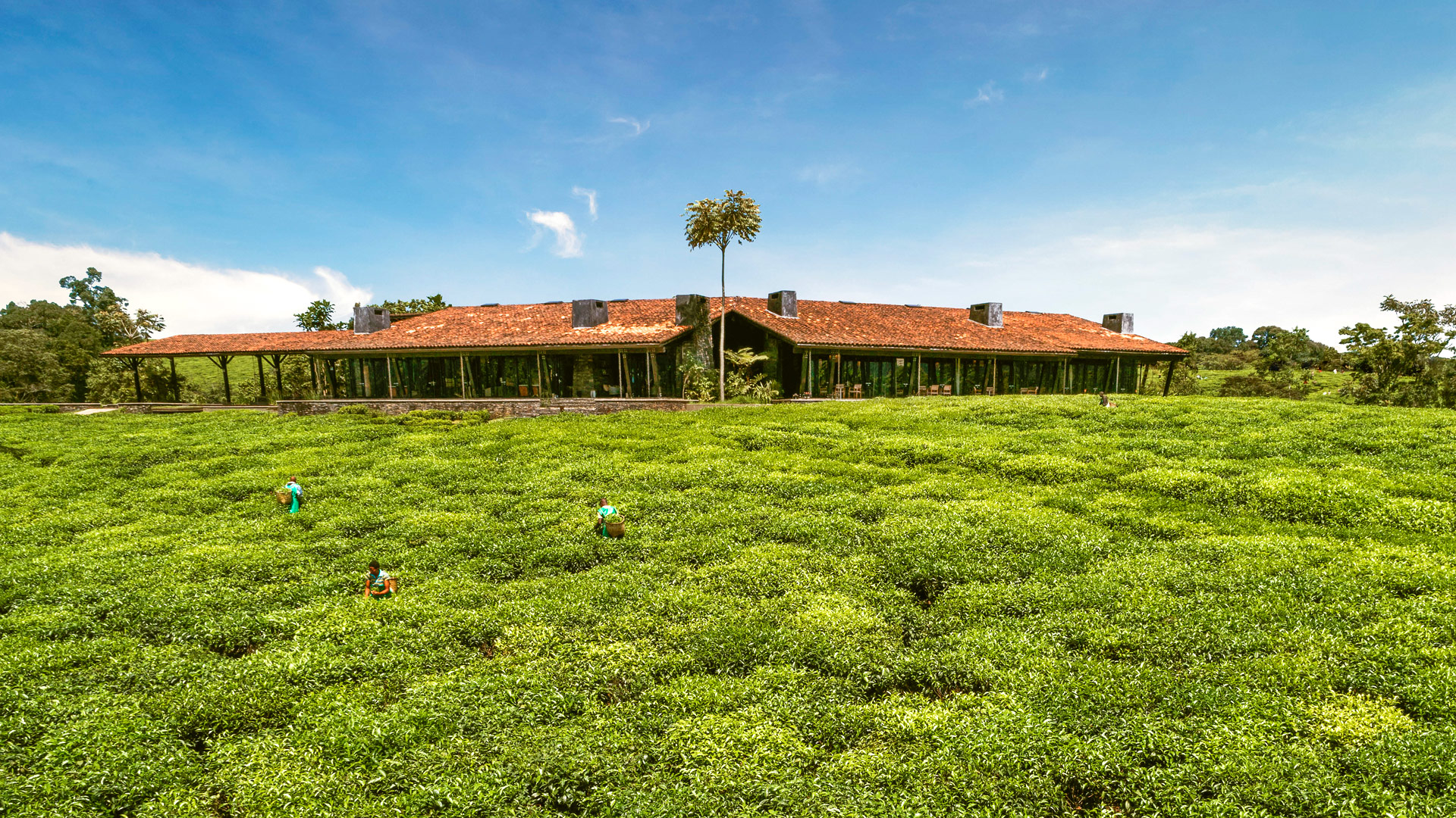 Nyungwe House - ATR