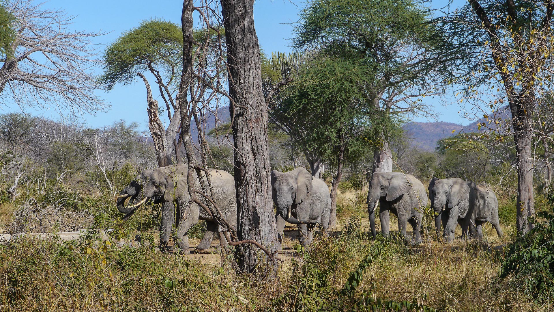 Tandala Tented Camp - ATR