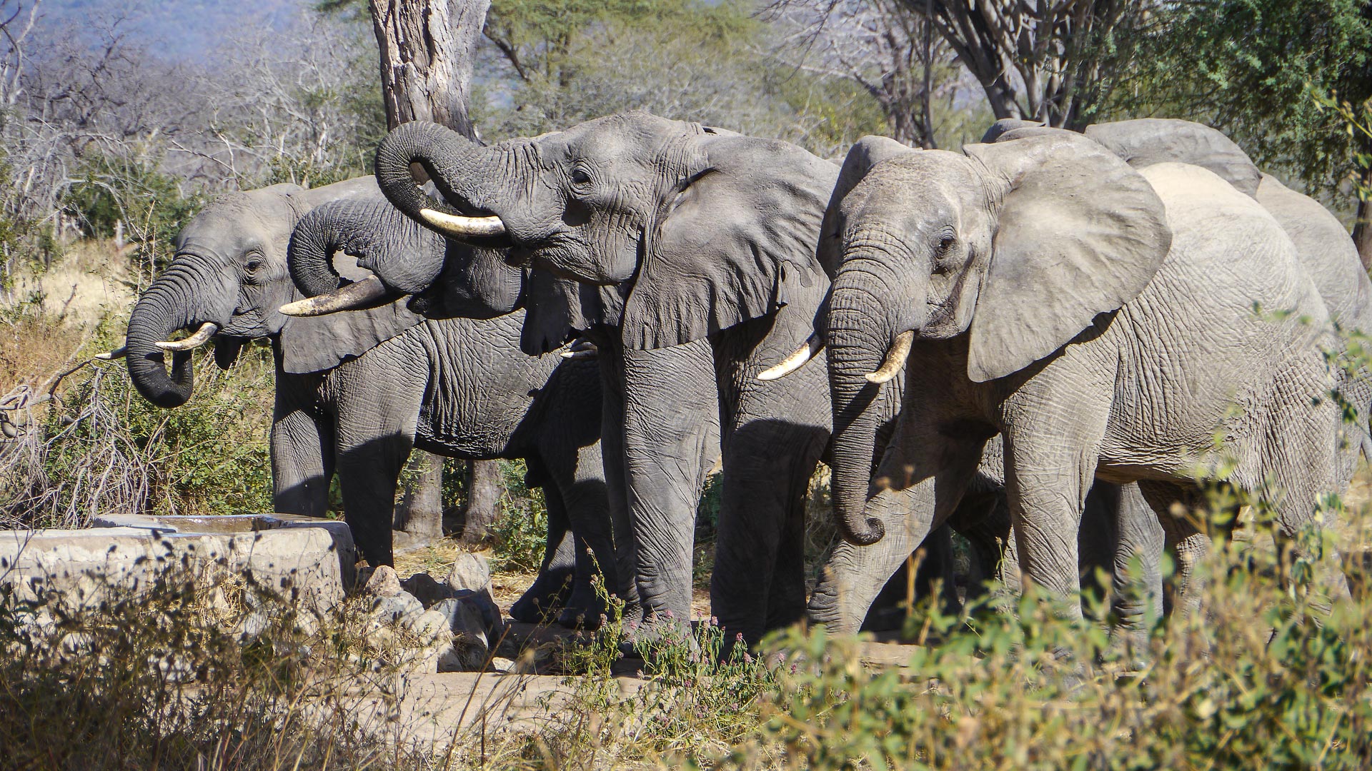 Tandala Tented Camp - ATR
