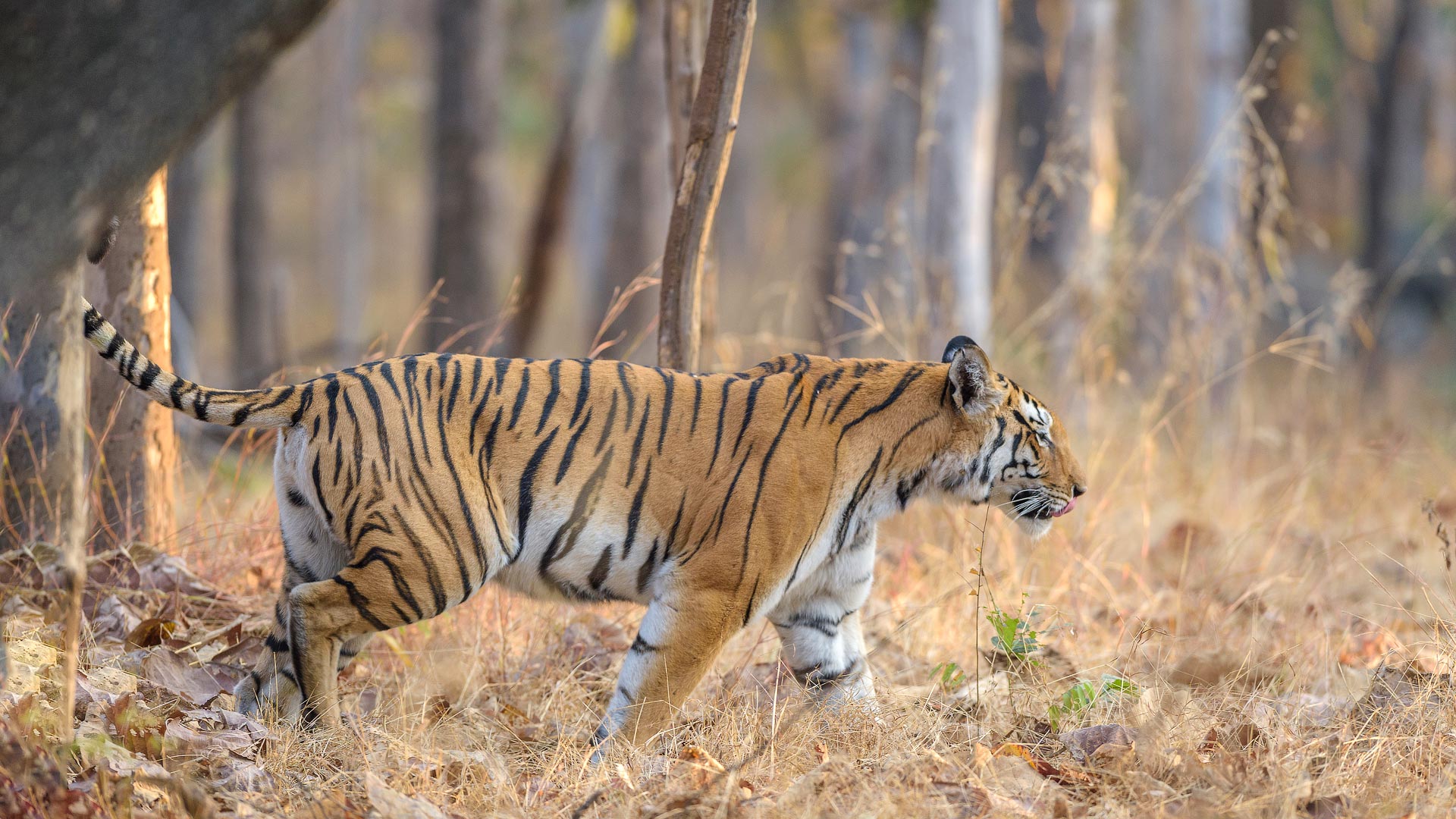 Tuli Tiger Corridor Pench – ATR
