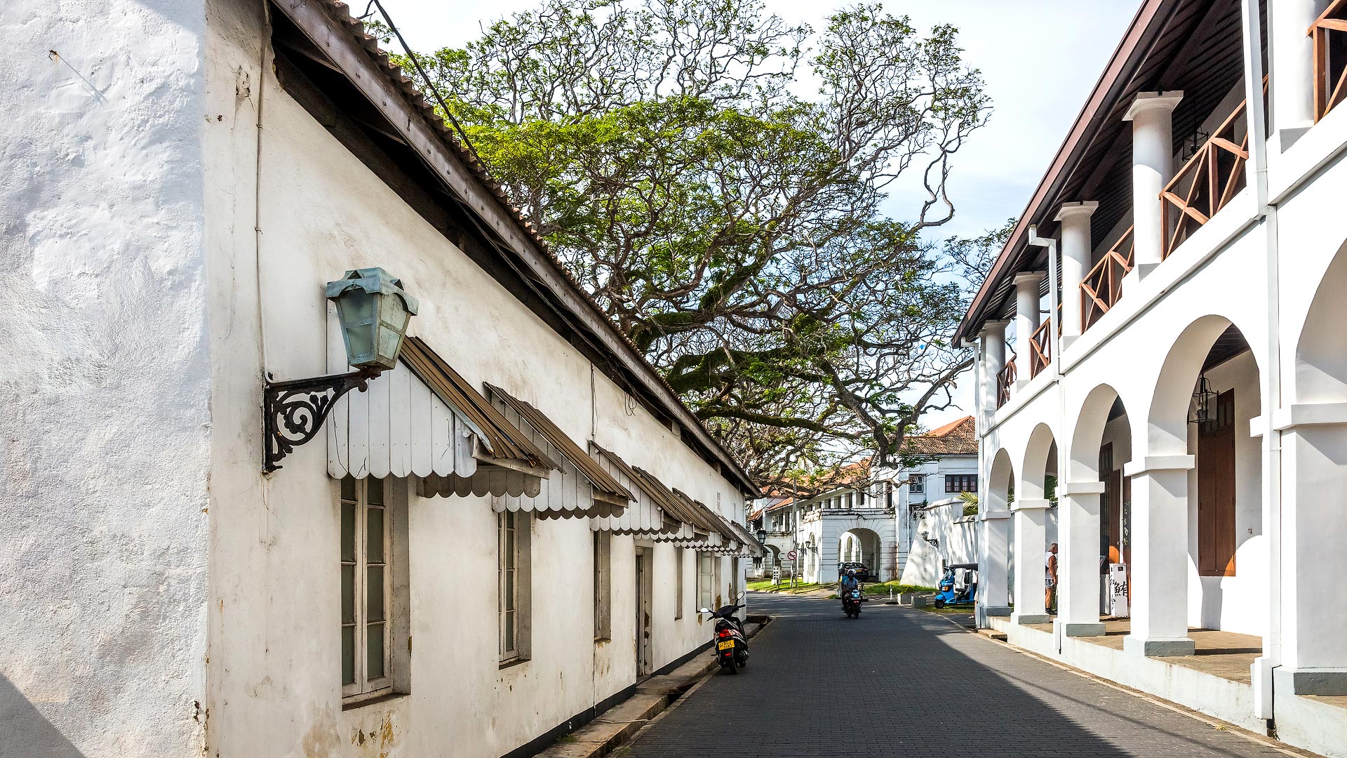 The Frangipani Tree - ATR